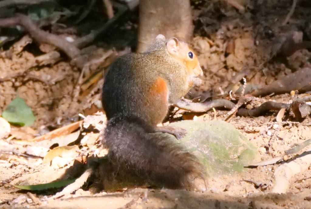 Red-hipped Squirrel from Ledong Li Autonomous County, Hainan, China on ...