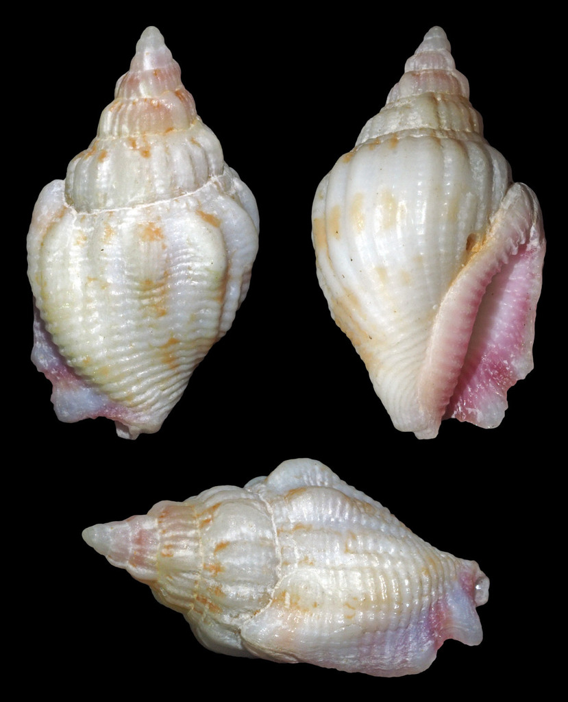 Hell's conch from Haleiwa, Oahu, Hawaii on December 30, 1975 by uwkwaj ...