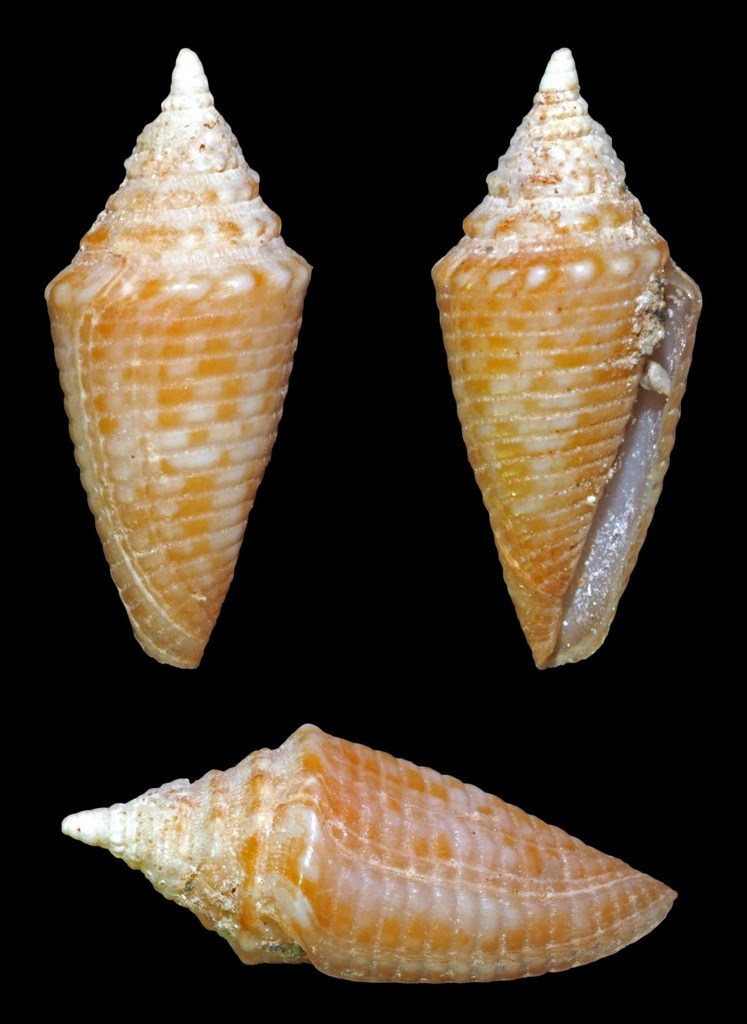 Sharp-angled Cone from Mākaha, HI 96792, USA on January 1, 1975 by ...