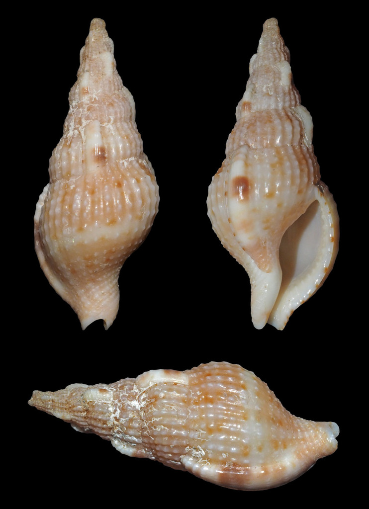 Obscure Dwarf Triton from Ewa, Oahu, Hawaii on January 1, 1975 by ...