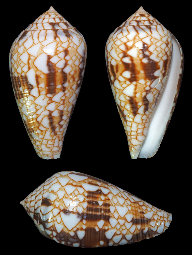 Netted Cone from Kahe Point, Oahu, Hawaii on September 23, 1972 by ...