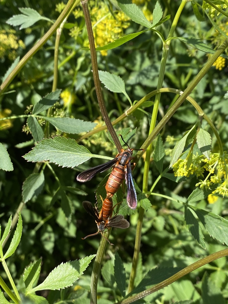 Poplar Borer Moth from Tulsa Botanic Garden, Tulsa, OK, US on April 21 ...