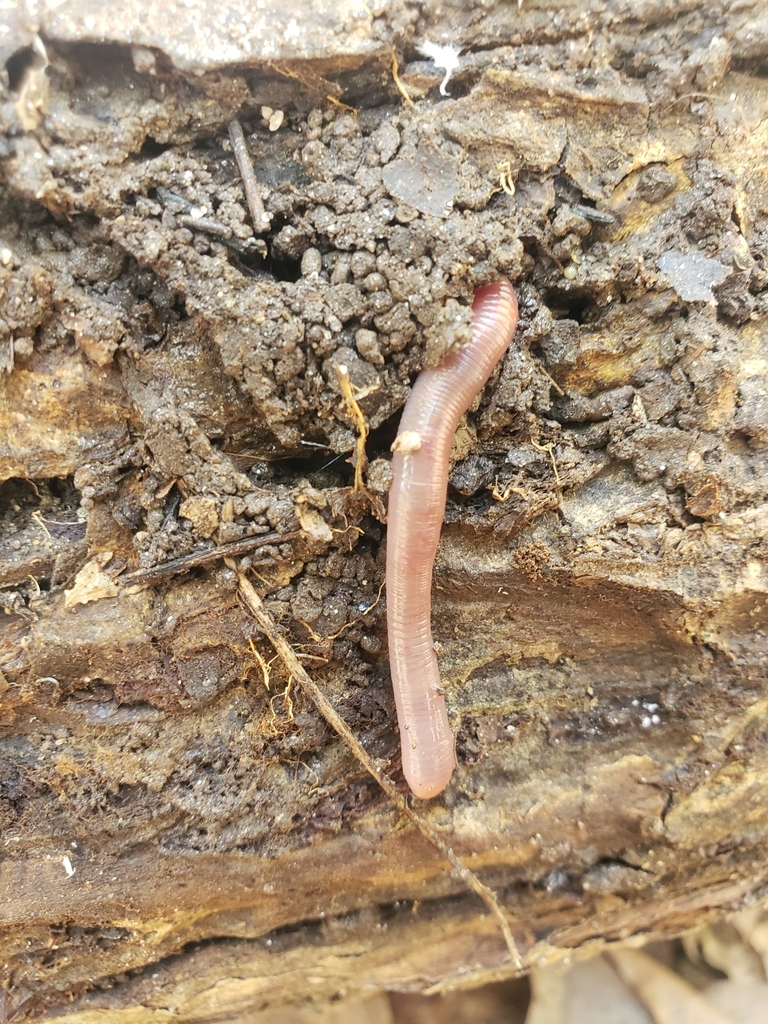Common Earthworm from Hunt Valley, MD 21030, USA on April 22, 2024 at ...