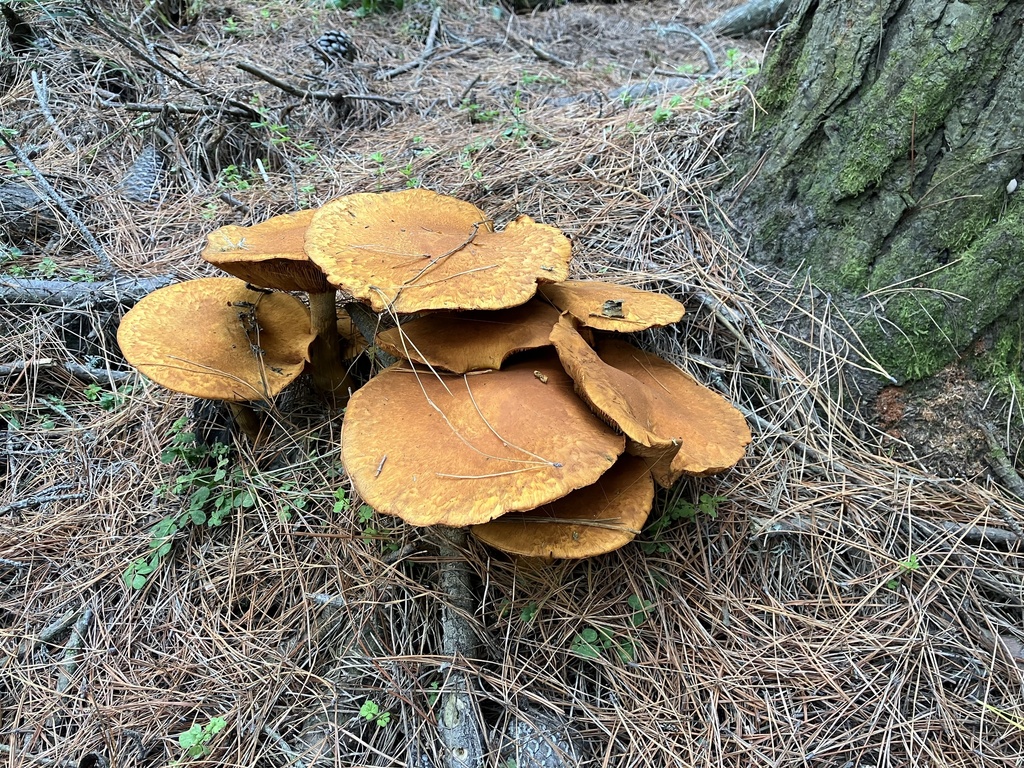 Spectacular Rustgill from Tangimoana Forest, Tangimoana, Manawatū ...