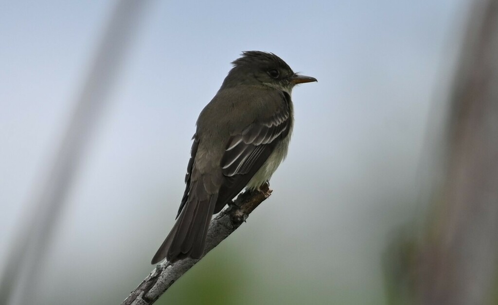 Eastern Wood-Pewee from Corpus Christi, TX, USA on April 22, 2024 at 12 ...