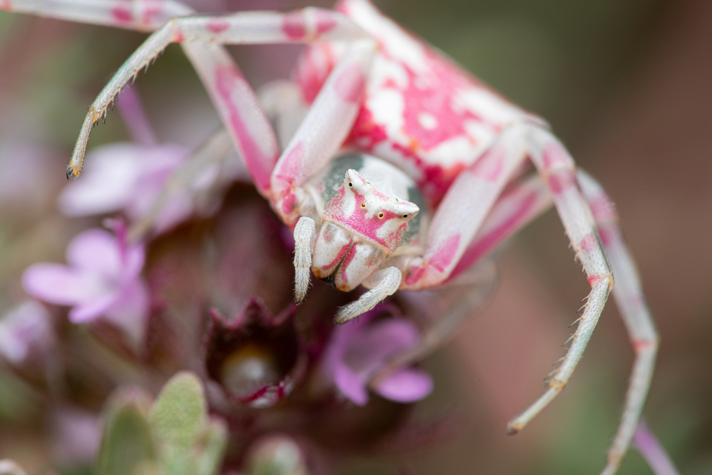 Pink Crab Spider from 34800 Liausson, France on April 21, 2024 at 03:17 ...