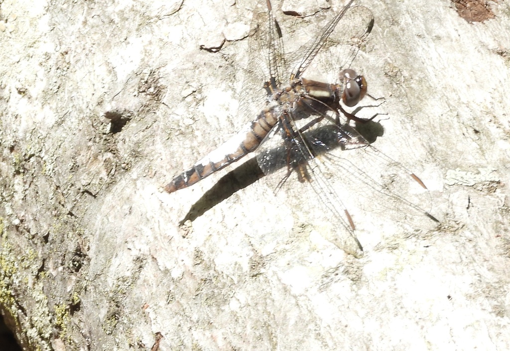 Blue Corporal from Shawnee National Forest, Wolf Lake, IL, US on April ...