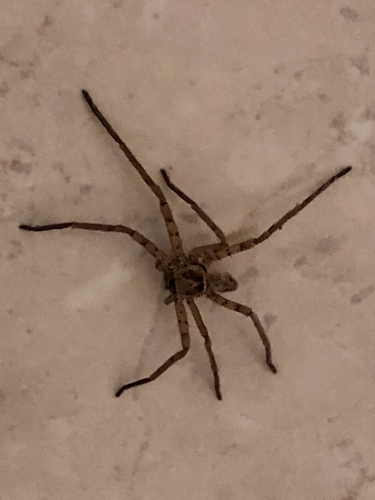 Pantropical Huntsman Spider from Puerto Rico, Carolina, Puerto Rico, US ...