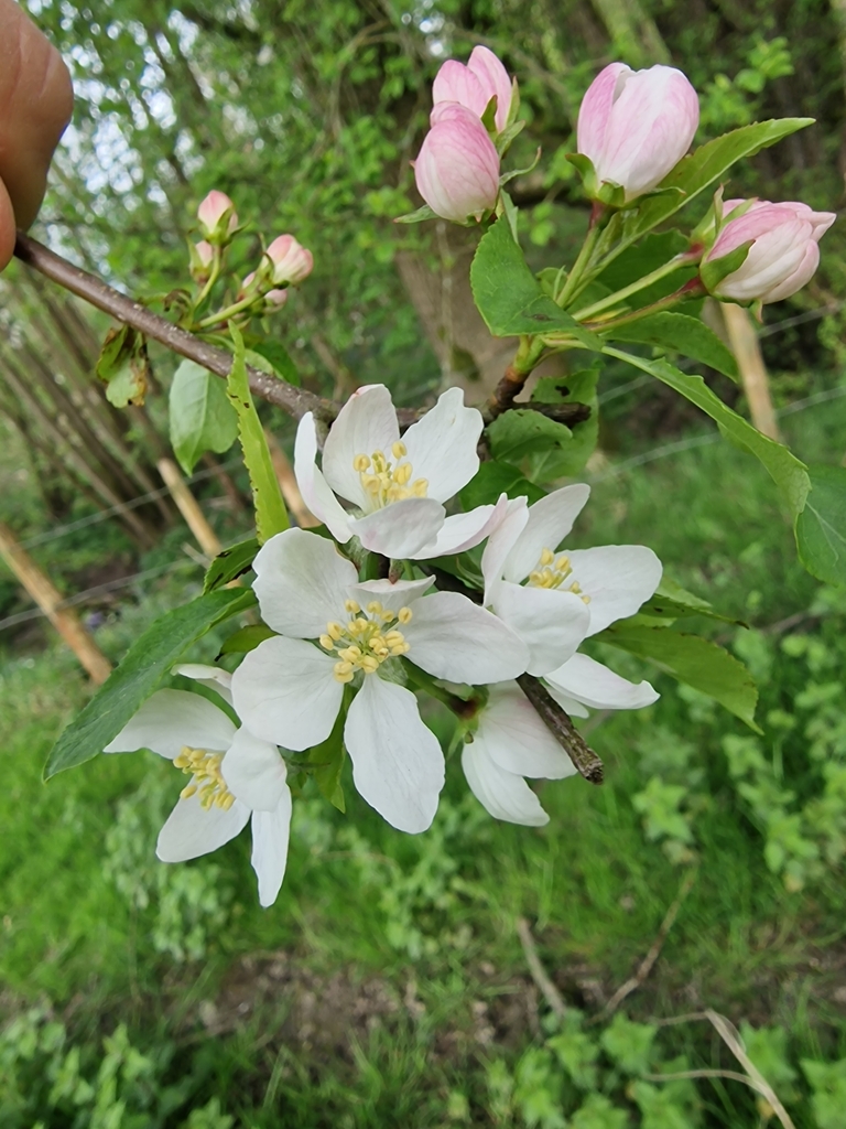 European Wild Apple in April 2024 by Sim Elliott · iNaturalist