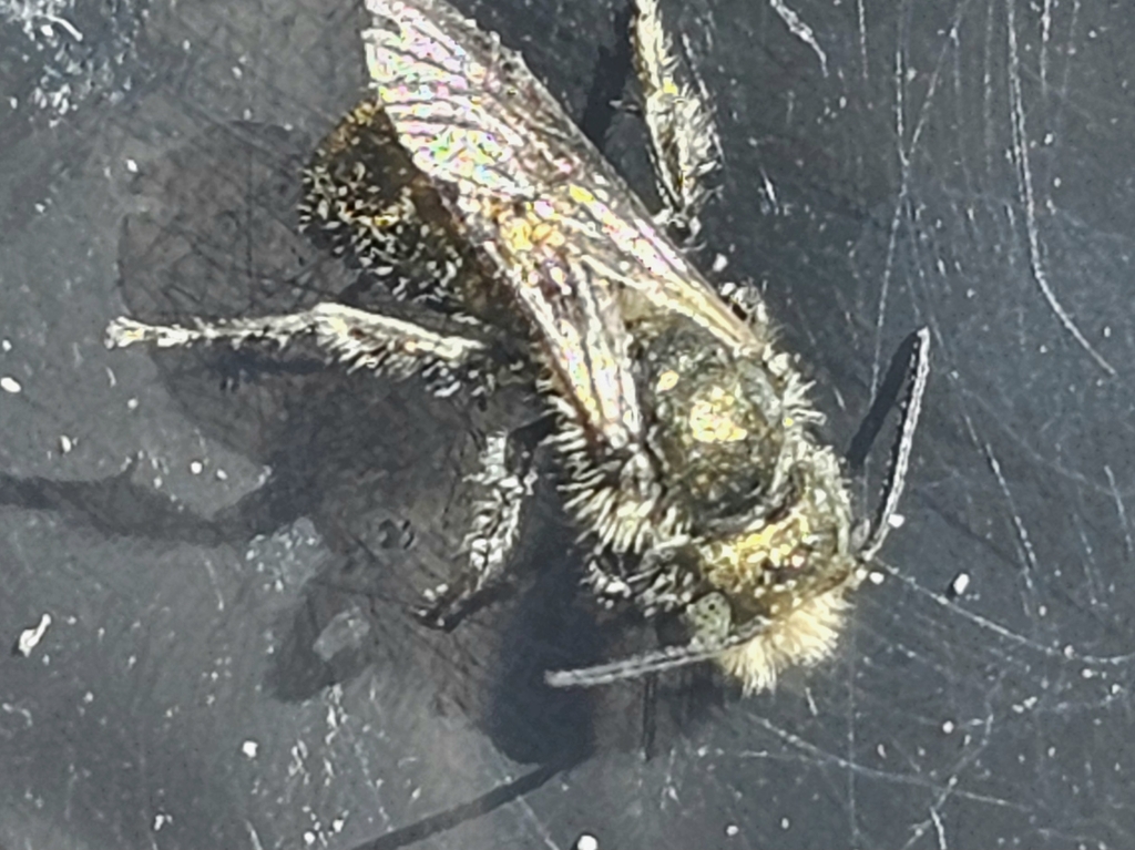 Blue Orchard Bee from Hunlock Township, PA, USA on April 20, 2024 by ...