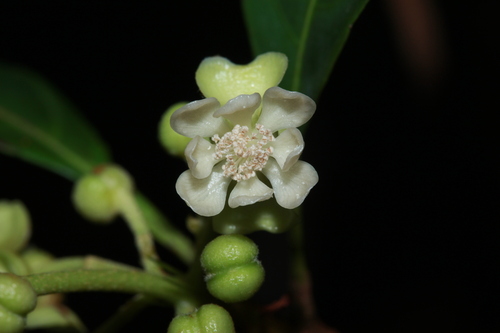 Subspecies Lacunaria crenata crenata · iNaturalist