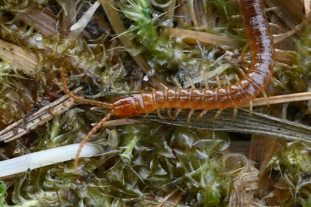 Eason's Geophilus from North Yorkshire, UK on April 20, 2024 at 02:33 ...