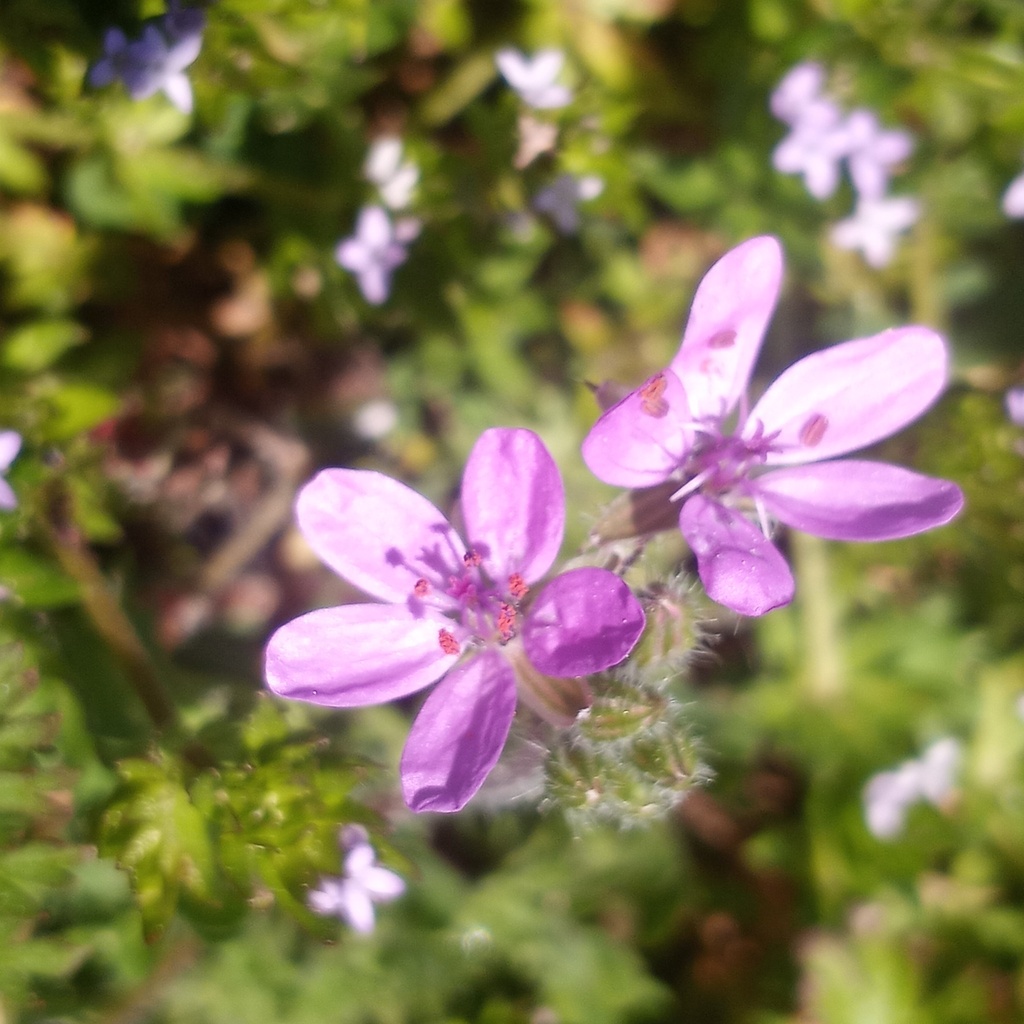 Redstem Stork's-bill from Pittsville, MD, USA on April 22, 2024 at 01: ...