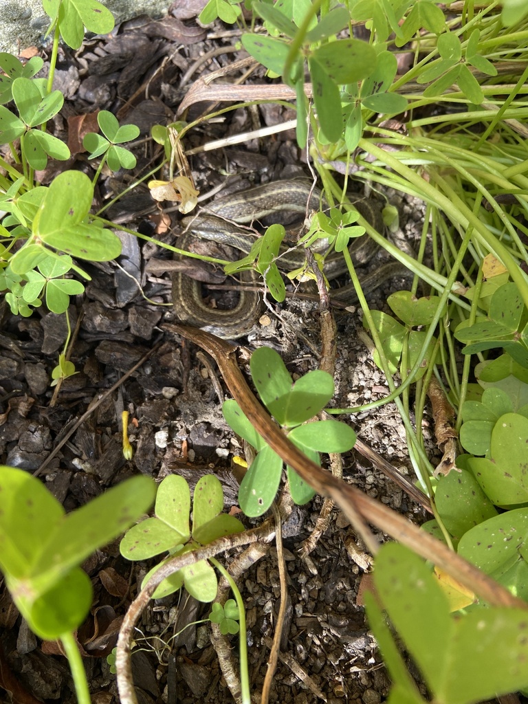 Coast Garter Snake in March 2024 by alexyasu. Common Garter Snake that ...