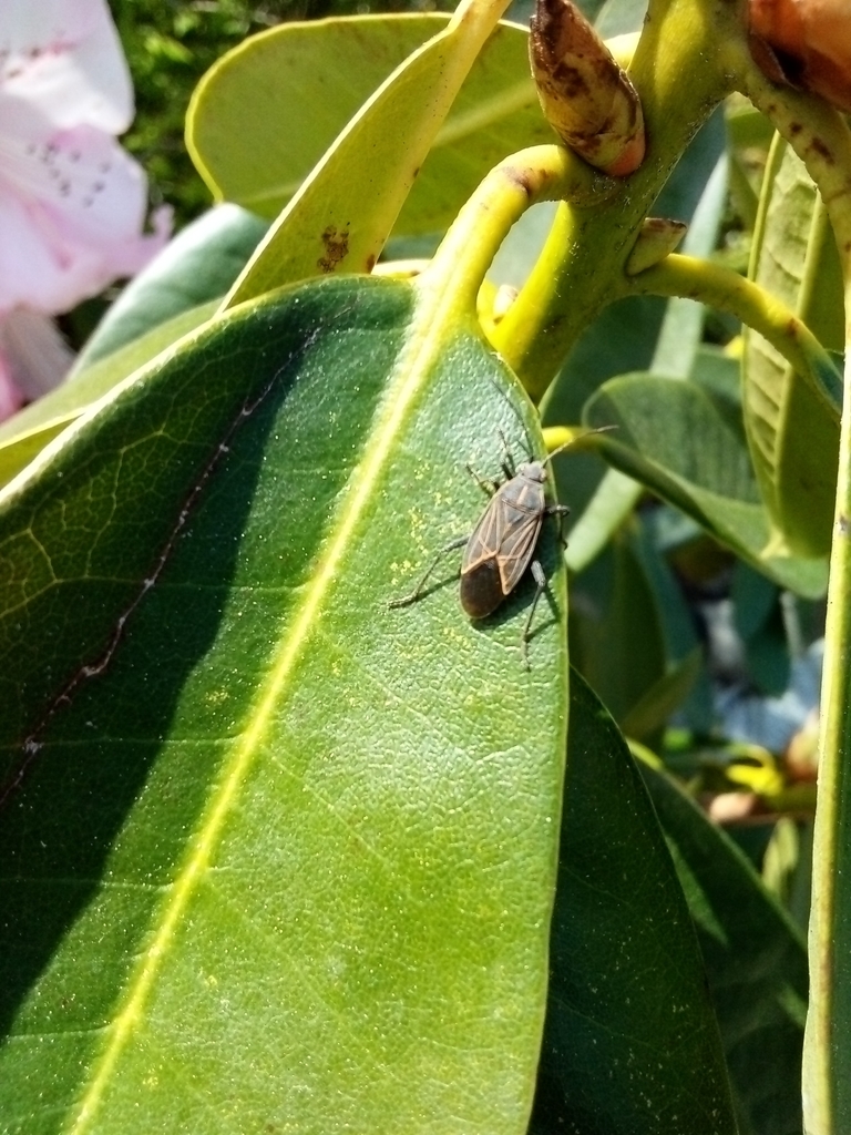 Western Boxelder Bug from Springfield, OR, USA on April 22, 2024 at 11: ...
