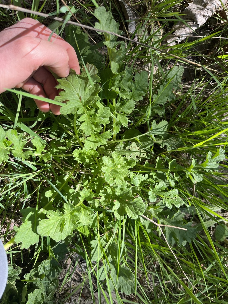 ragwort in April 2024 by Remington Jackson · iNaturalist