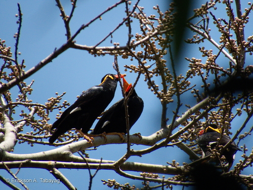 Common Hill Myna (Palawan) (Subspecies Gracula religiosa palawanensis ...