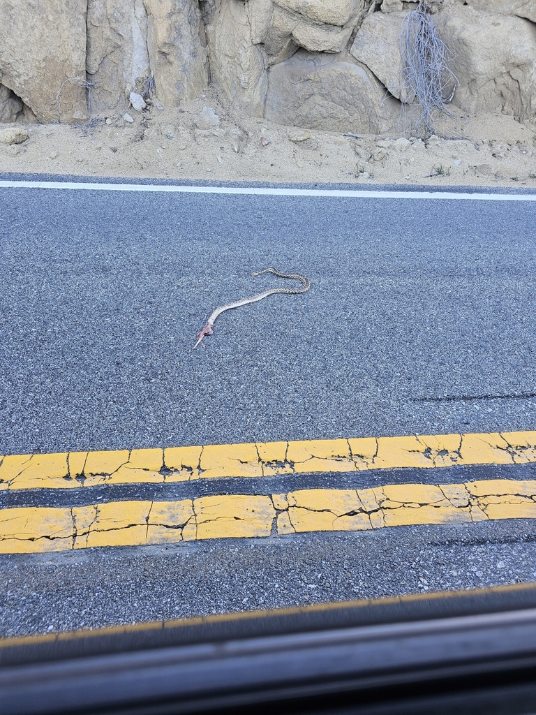 San Diego Gopher Snake in April 2024 by Marc L.. DOR · iNaturalist