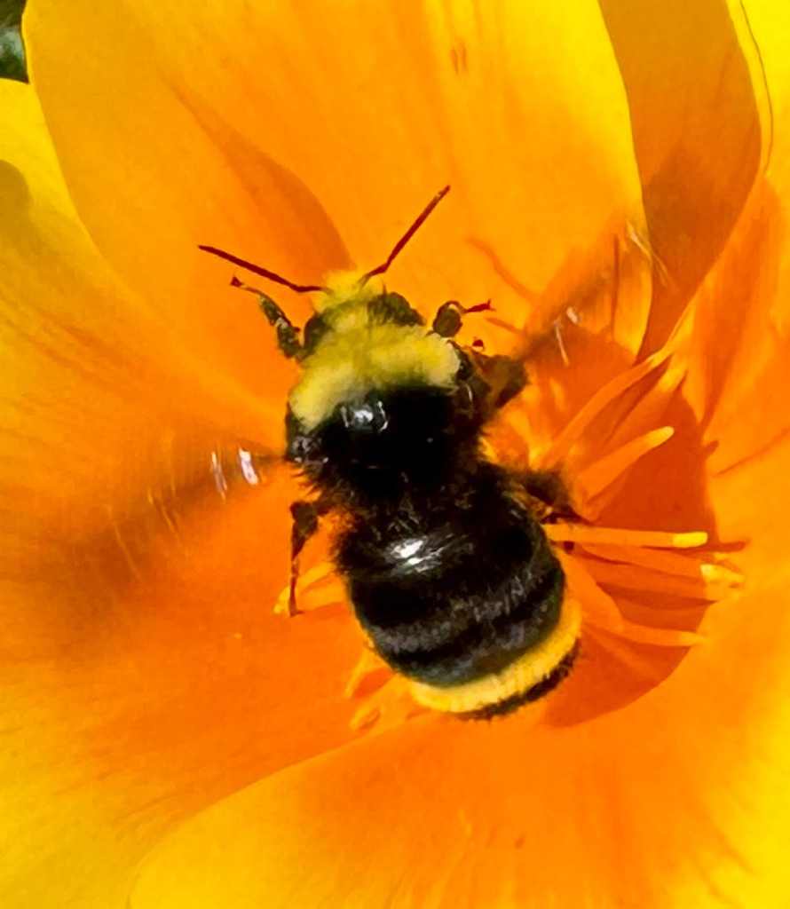 Yellow-faced Bumble Bee in April 2024 by sd_naturewatch · iNaturalist