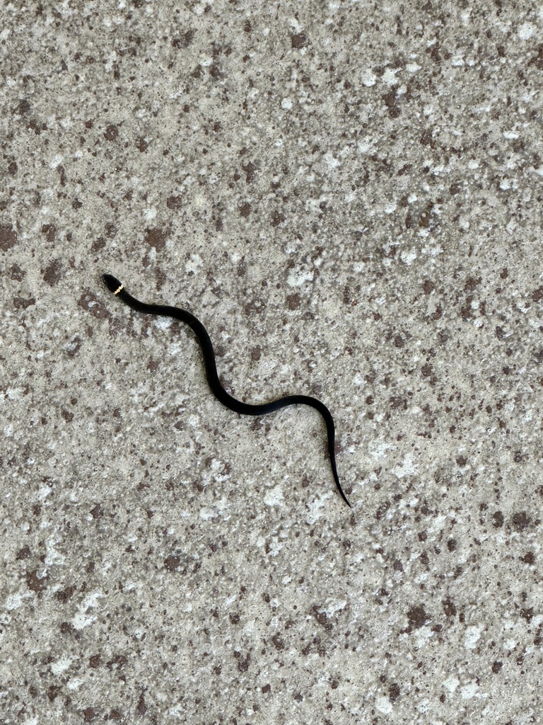 ring-necked snake from David S Mack Dr, West Palm Beach, FL, US on ...