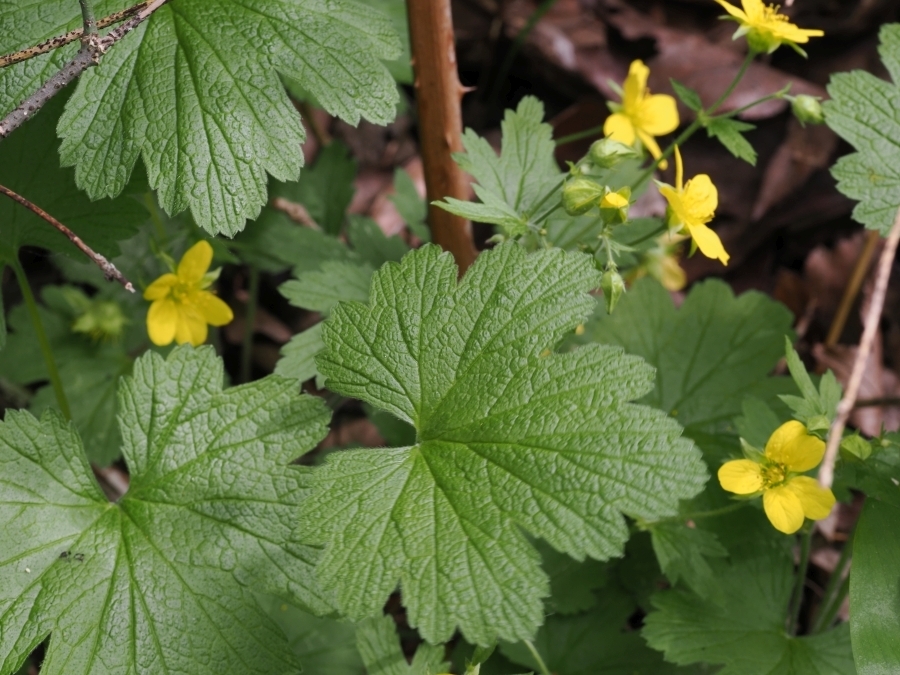 large barren strawberry (Waldsteinia geoides) - Botanical Realm