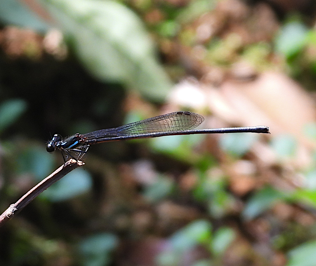 Collared Threadtail from Upper Seletar Reservoir Park, Singapore on ...