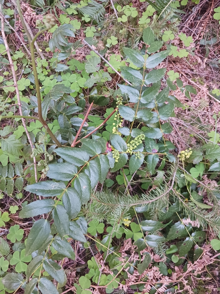 Cascade Oregon-grape from Corbett, OR 97019, USA on April 22, 2024 at ...