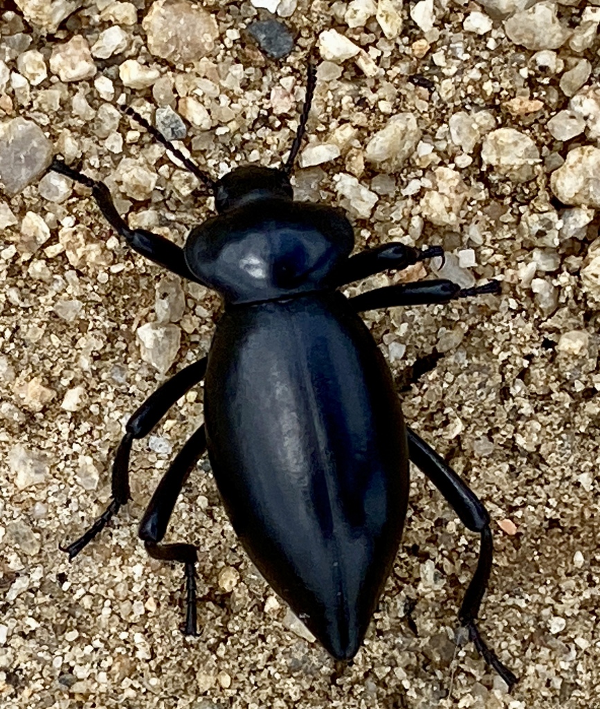 Eleodes acuticauda from Orange County, CA, USA on April 15, 2024 at 10: ...