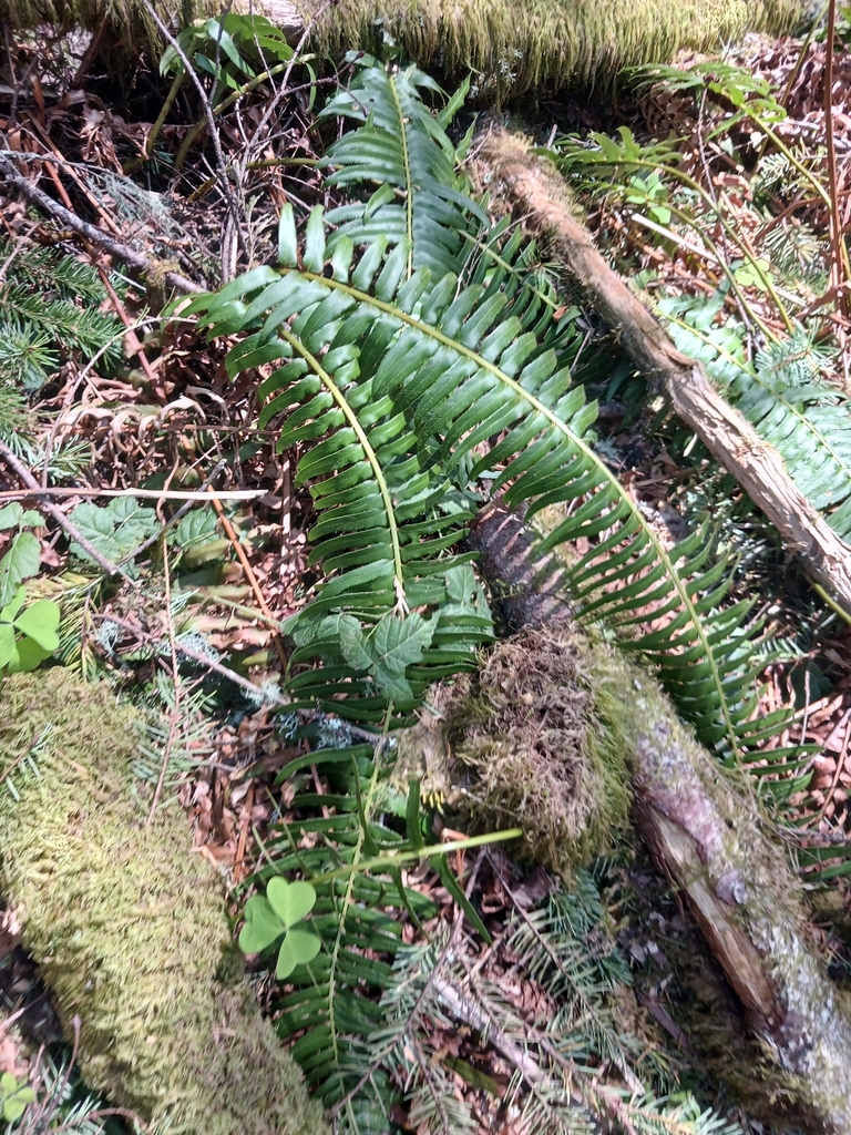 western sword fern from Corbett, OR 97019, USA on April 22, 2024 at 01: ...
