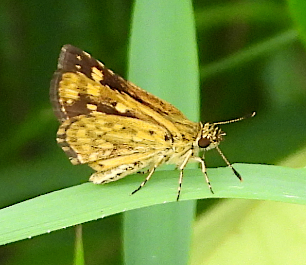 Common Bush Hopper from Singapore Botanic Gardens on April 20, 2024 at ...