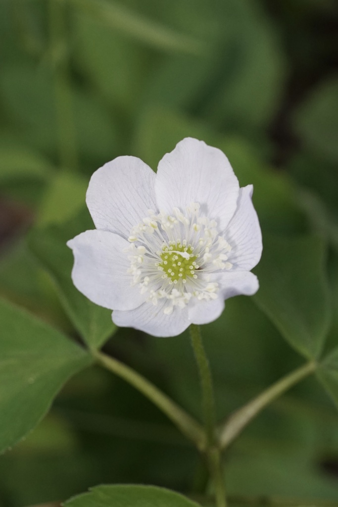 Piper's Anemone from La Grande, OR, US on April 21, 2024 at 04:56 PM by ...
