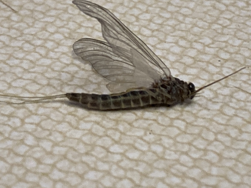 Mayflies from N Bank Rd, Arcata, CA, US on April 22, 2024 at 02:30 PM ...
