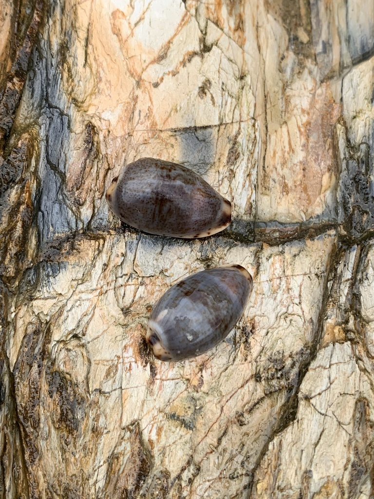 graceful cowrie from Bongil Bongil National Park, Bundagen, NSW, AU on ...