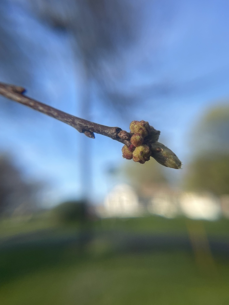 Andricus coronus from Cohan Park, Wooster, OH, US on April 22, 2024 at ...