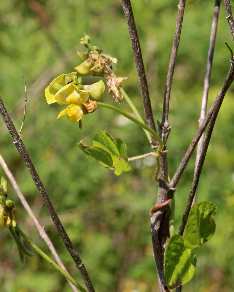 Wild Cowpea from Saint Johns River Estates, Florida, United States on ...