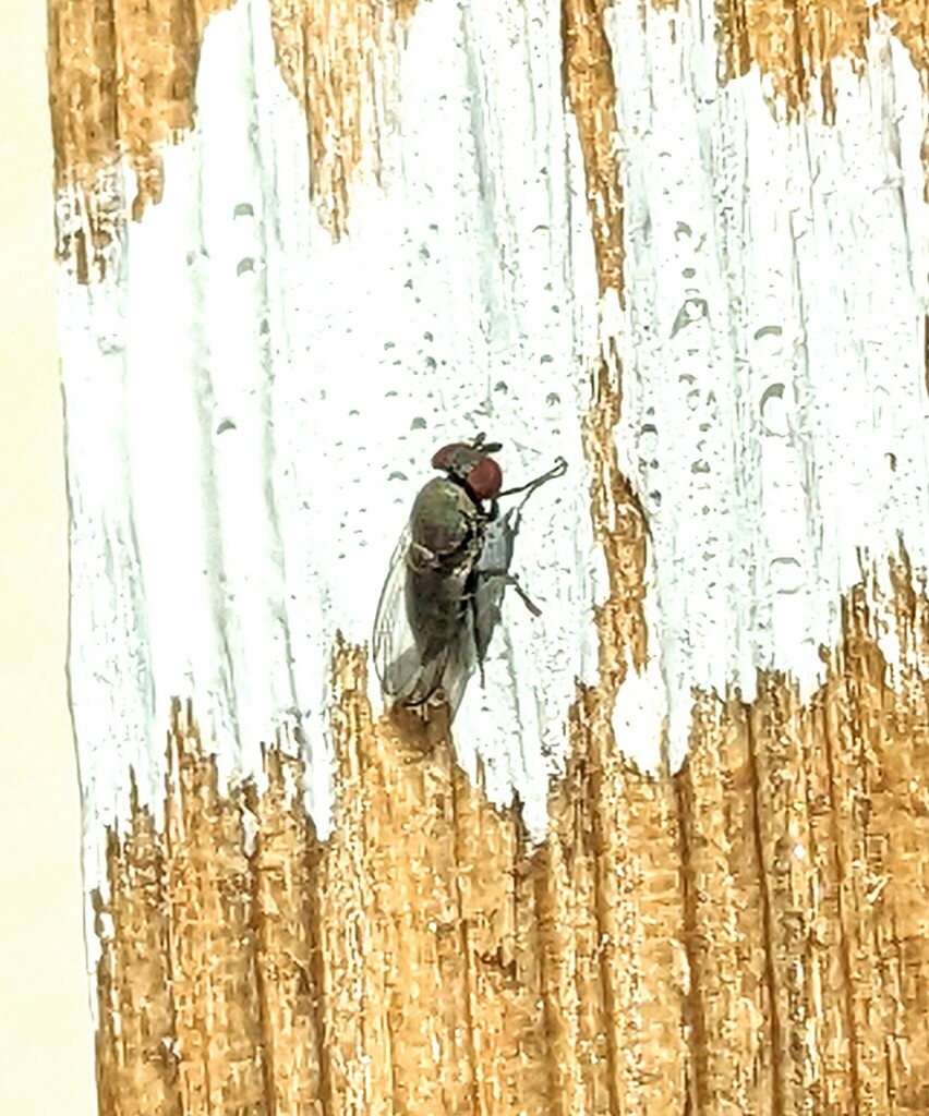 Houdini Fly from Hayhurst Neighborhood on April 22, 2024 by Dashy D ...