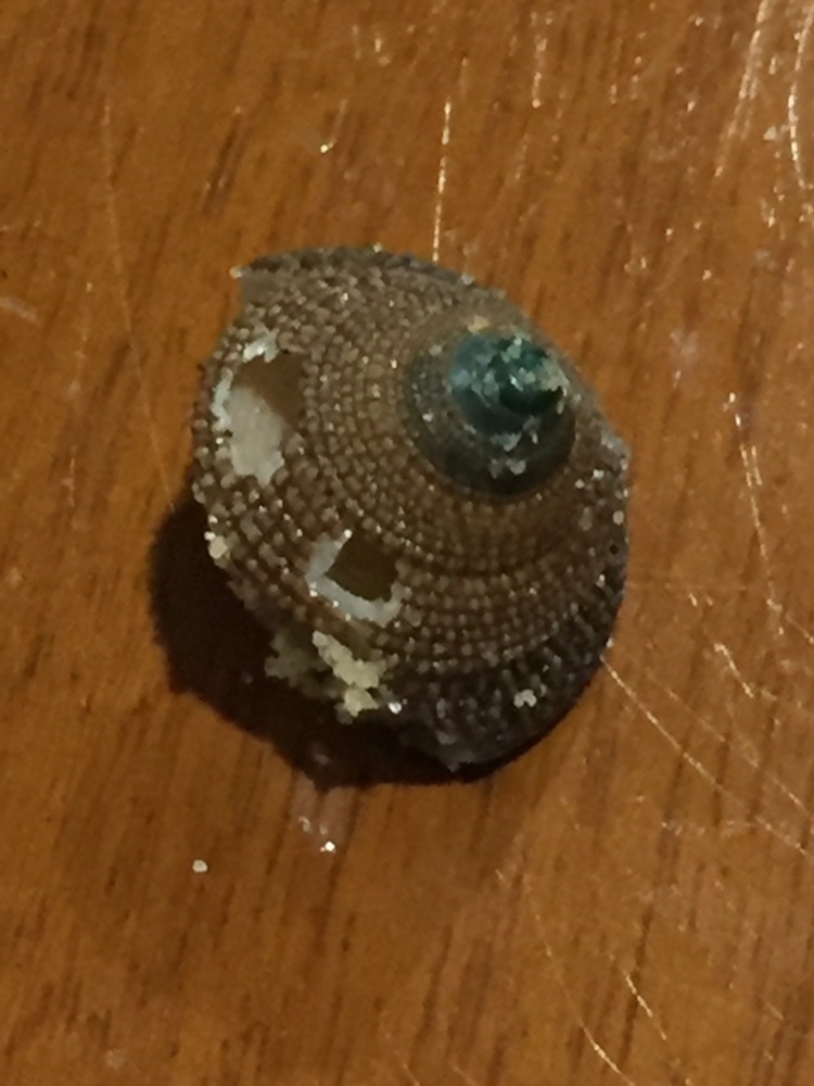 Clanculus maugeri from Bongil Bongil National Park, Bundagen, NSW, AU ...