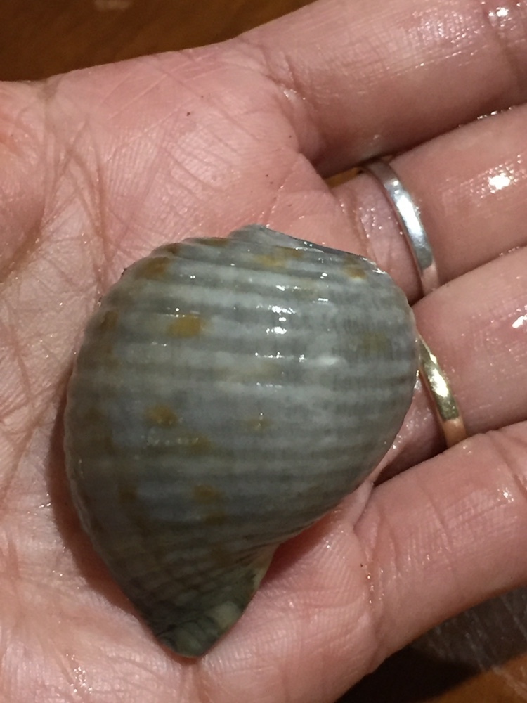 Tun Snails from Bongil Bongil National Park, Bundagen, NSW, AU on April ...