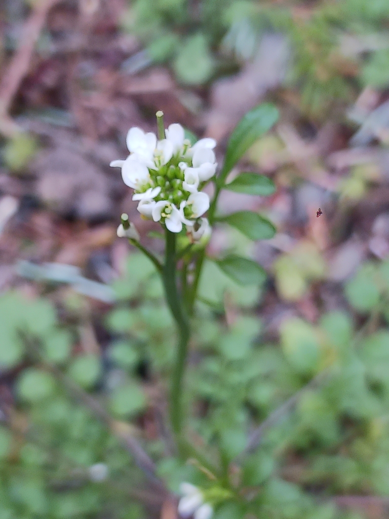 Bittercresses and Toothworts from Corbett, OR 97019, USA on April 22 ...