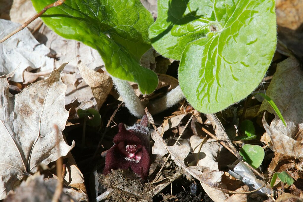 Canadian wild ginger from North Hero, VT 05474, USA on April 22, 2024 ...