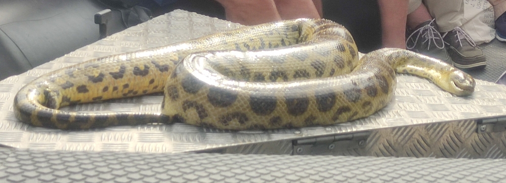 Dark-spotted Anaconda from Prainha, BR-PA, BR on April 17, 2024 at 08: ...