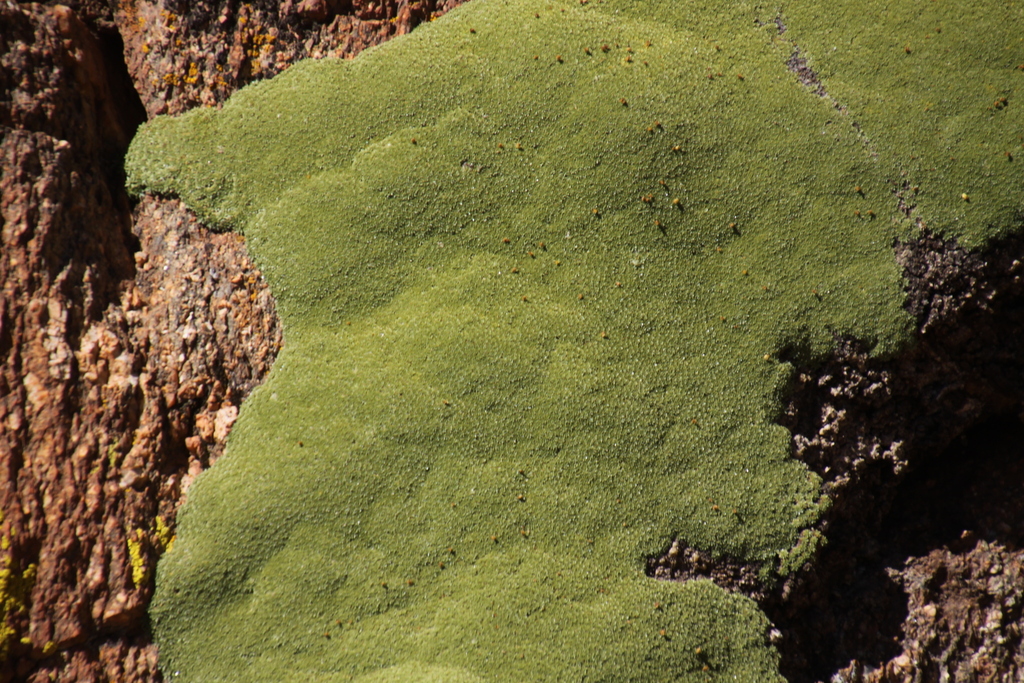 Yareta from Susques Department, Jujuy Province, Argentina on April 18 ...