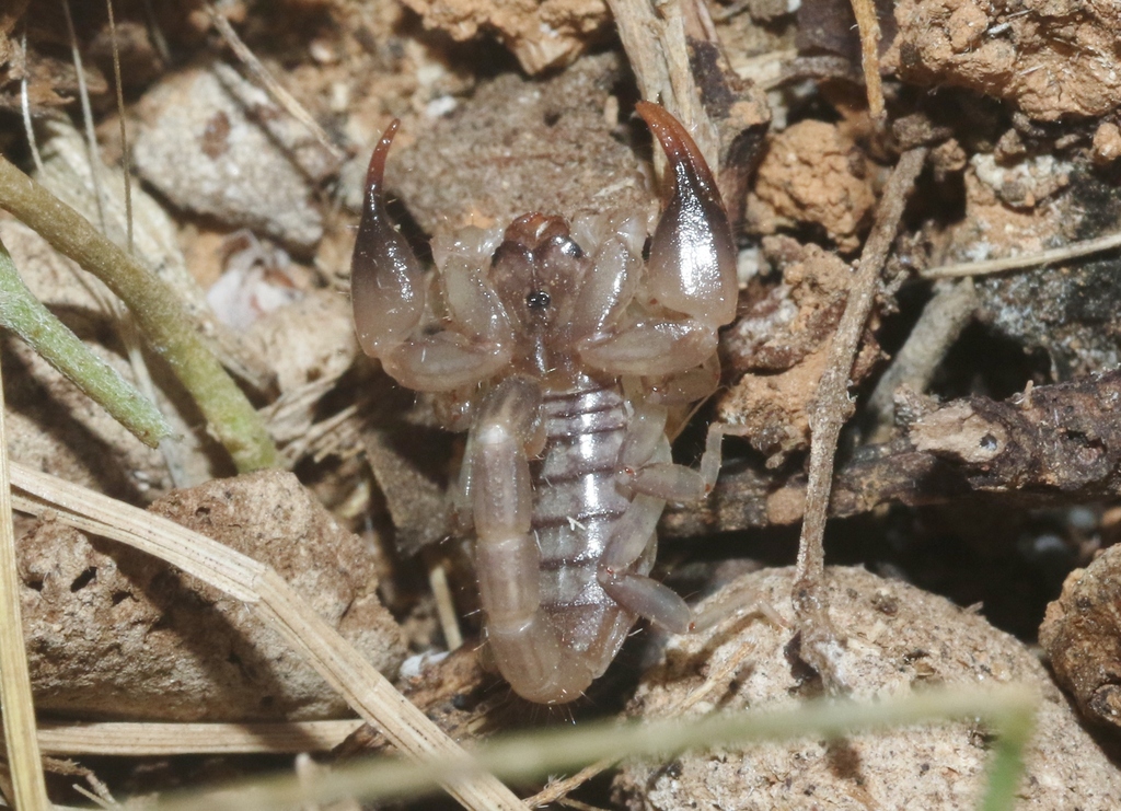 Hemiscorpius socotranus from Hadibu, Yemen on February 11, 2024 at 10: ...