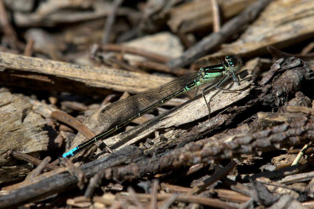 Eastern Forktail from Ann Arbor, MI on April 22, 2024 at 03:42 PM by ...