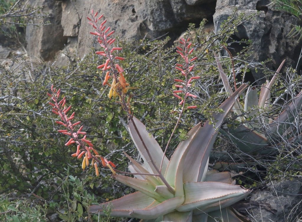 Perry's aloe in February 2024 by James Bailey · iNaturalist