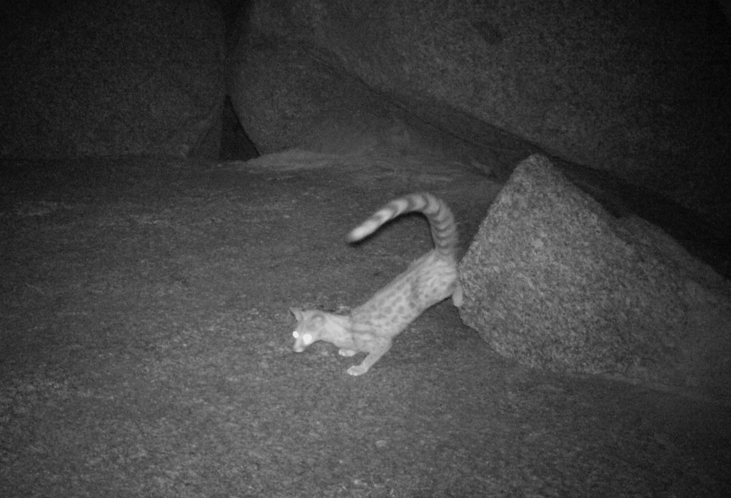 Arabian Small-spotted Genet (Genetta genetta dongolana) - Know Your Mammals