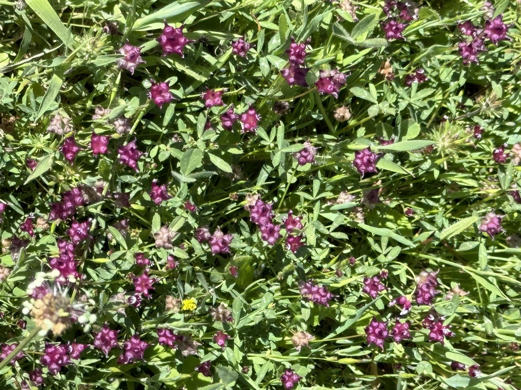 cowbag clover from Sonoma County, CA, USA on April 22, 2024 at 11:17 AM ...