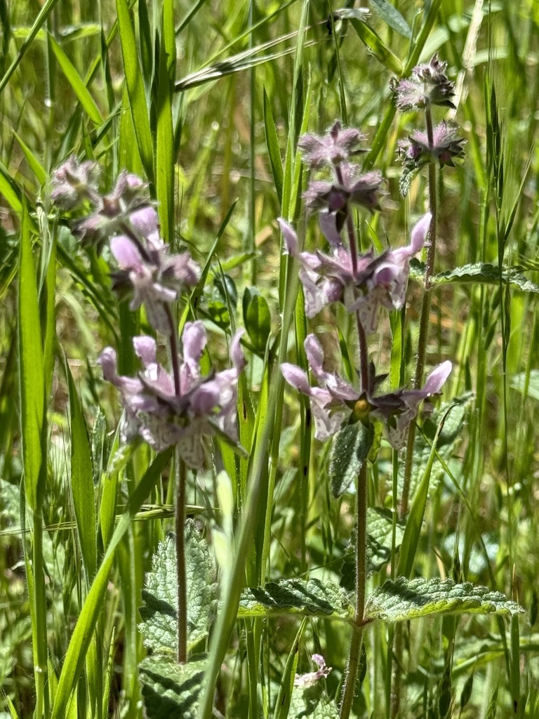 Bugle Hedgenettle from Sonoma County, CA, USA on April 22, 2024 at 11: ...
