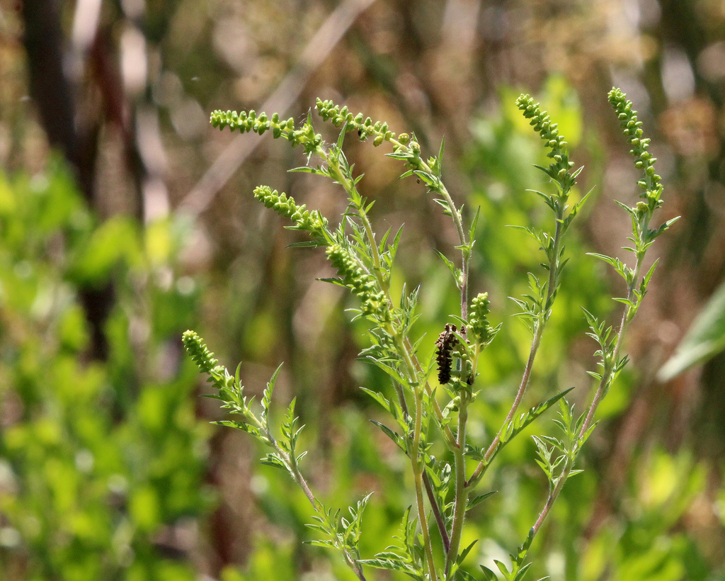 common ragweed from Saint Johns River Estates, Florida, United States ...
