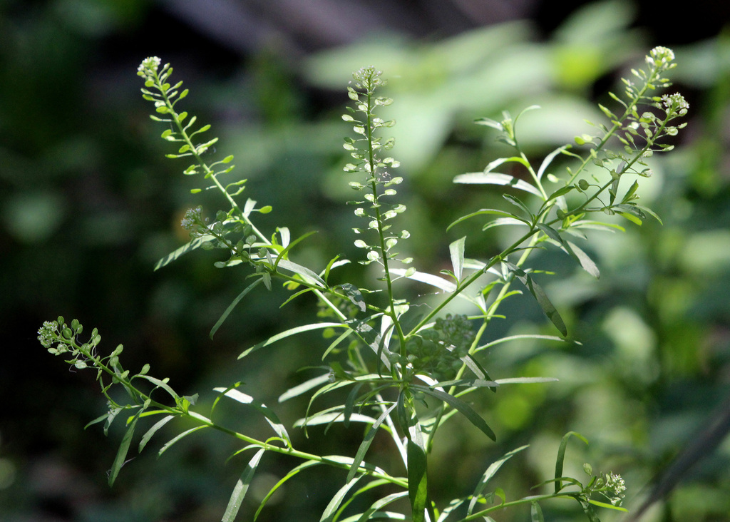 Virginia pepperweed from Astor Farms, Florida, United States on April ...